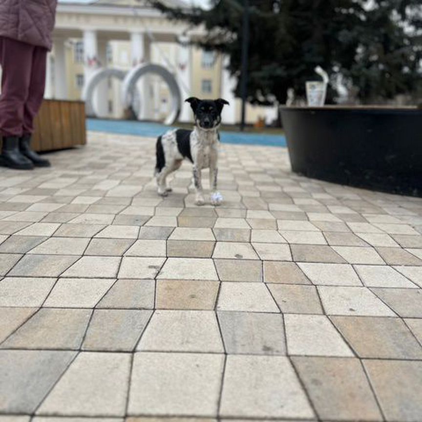 Щенок девочка бесплатно