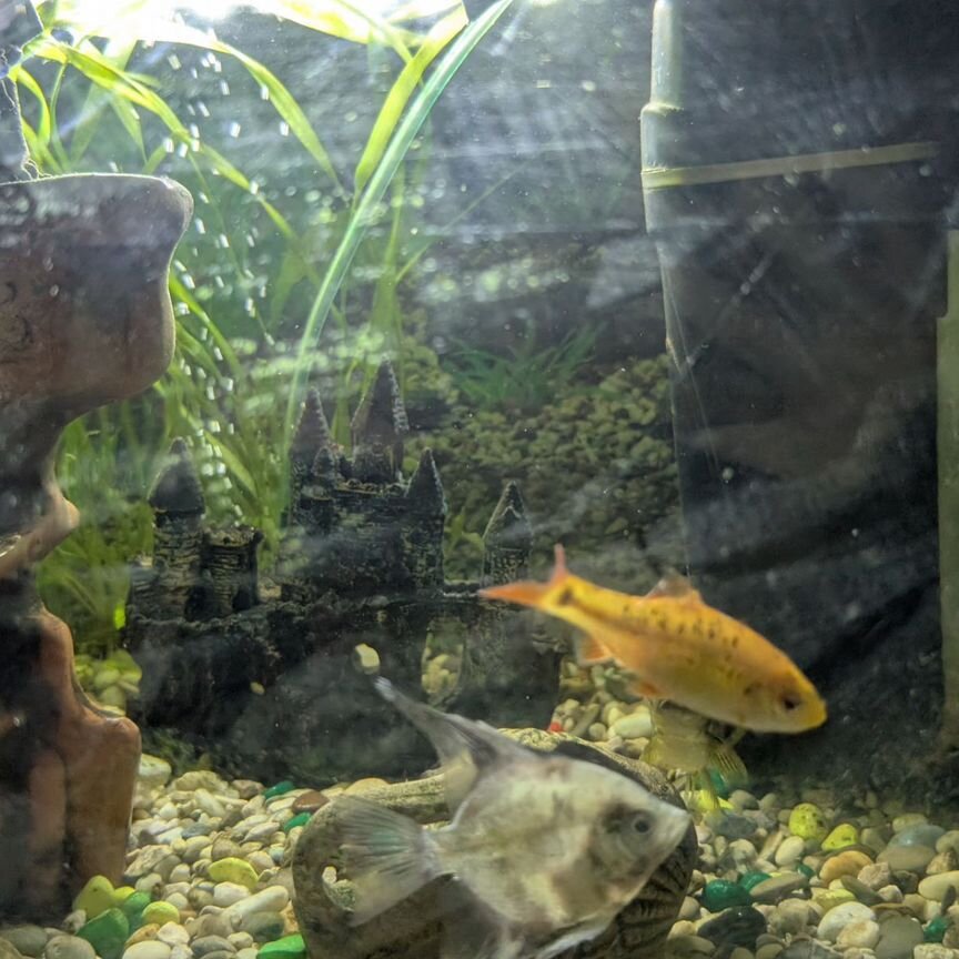 Аквариум с рыбками 270 литров