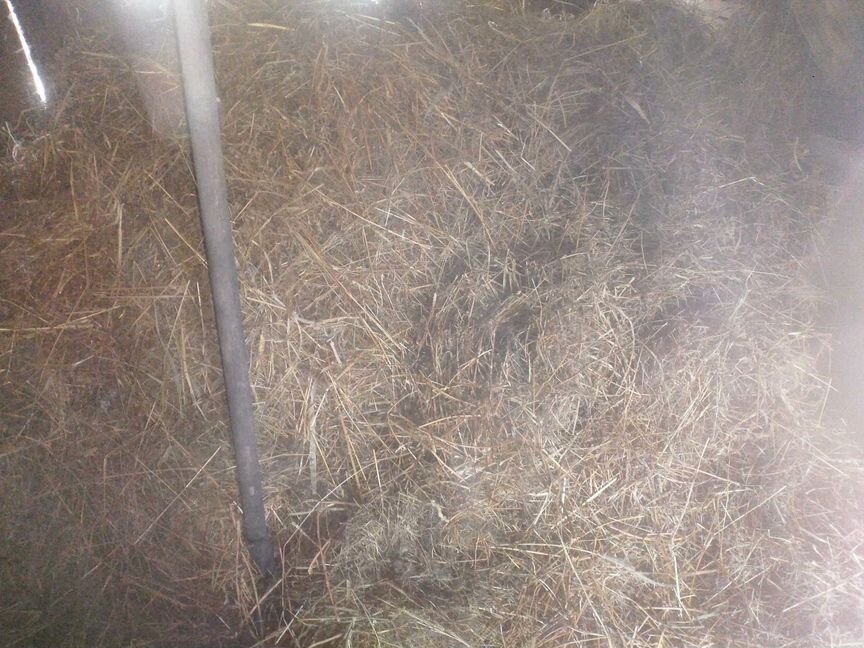 Солома сено