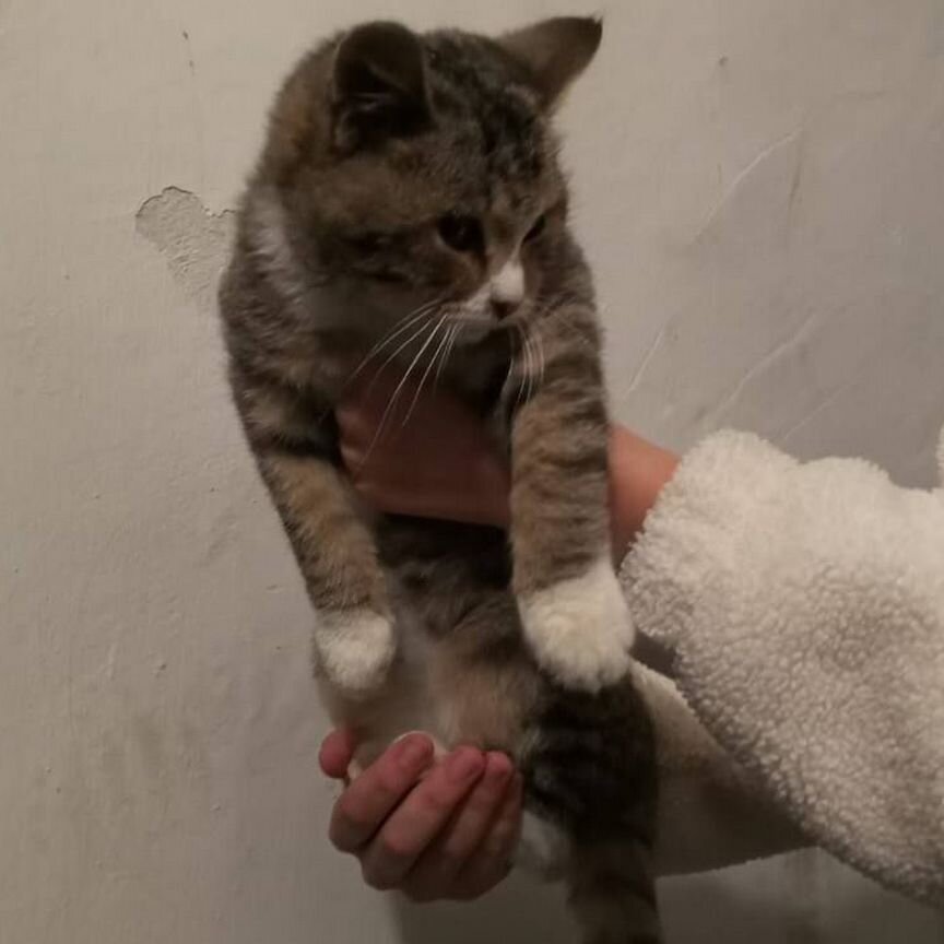 Мальчик в добрые руки
