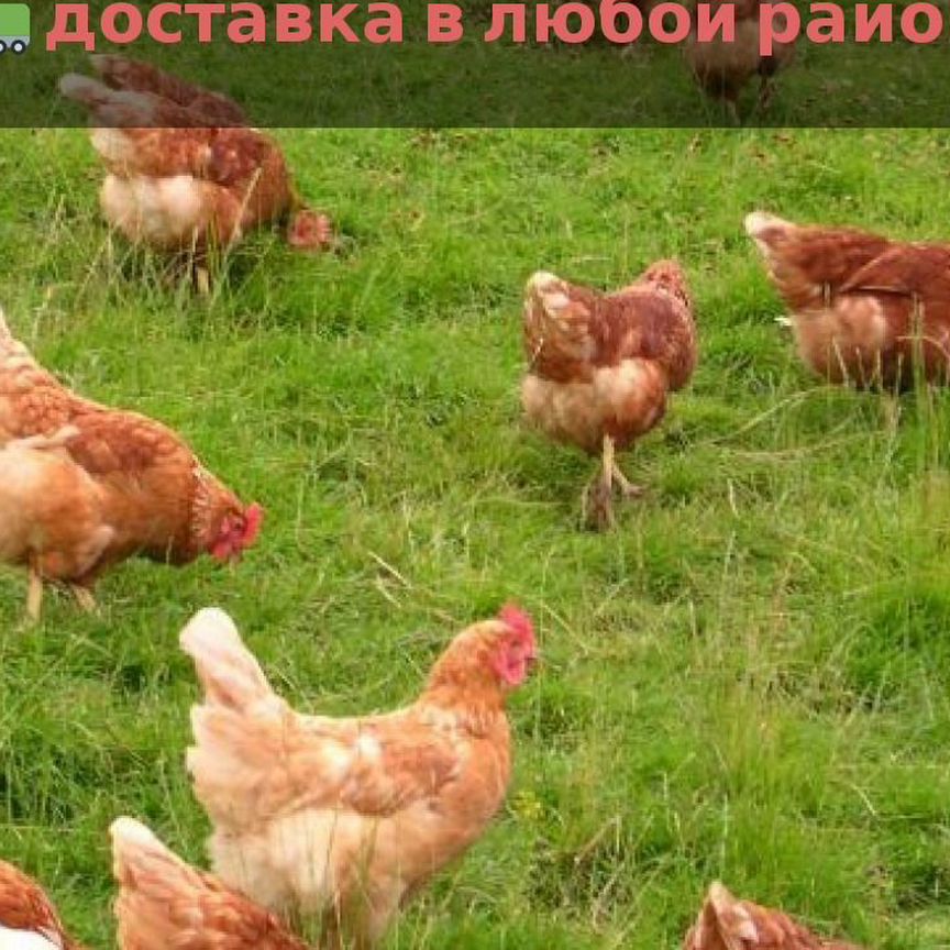 Куры несушки продам