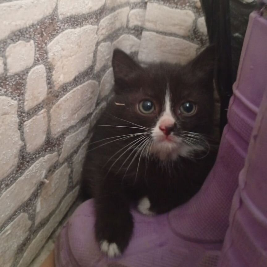 Сибирский котёнок