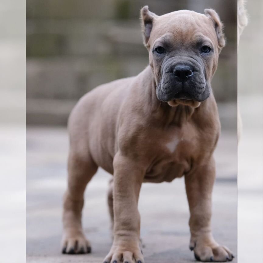 Щенки кане корсо форментино