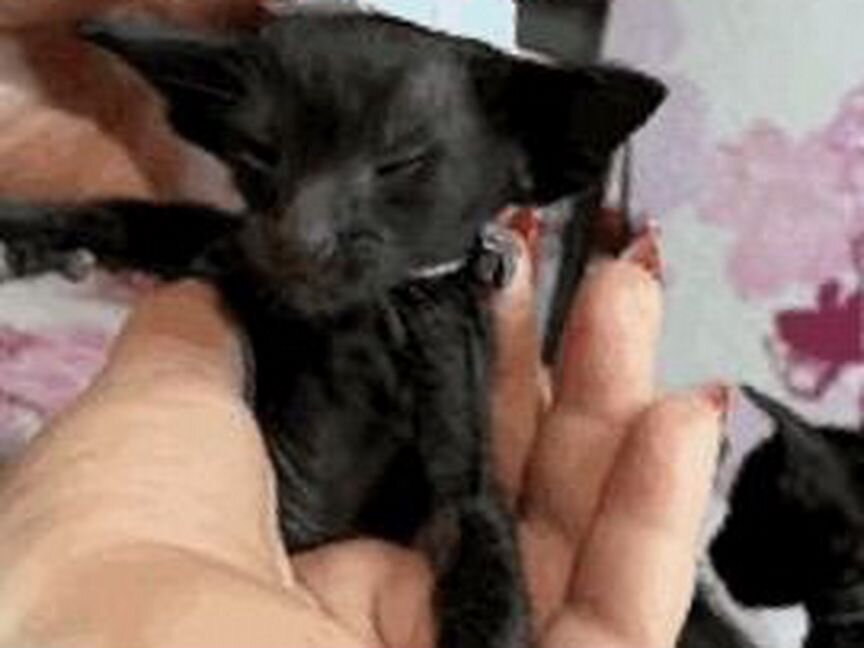 Ориентальные котята