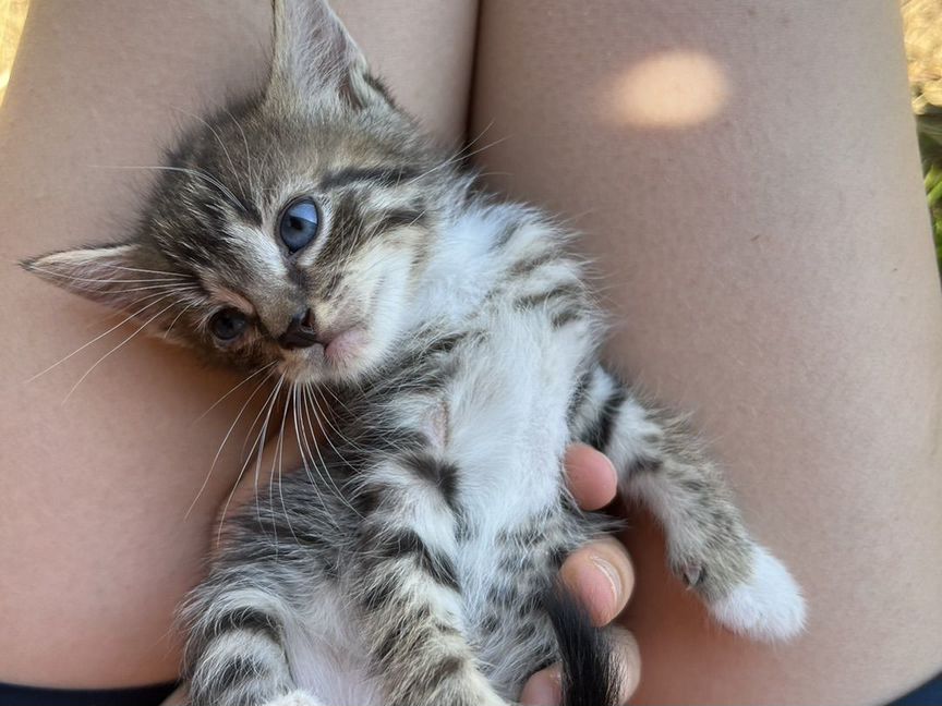 4 кошки и 1 белый кот