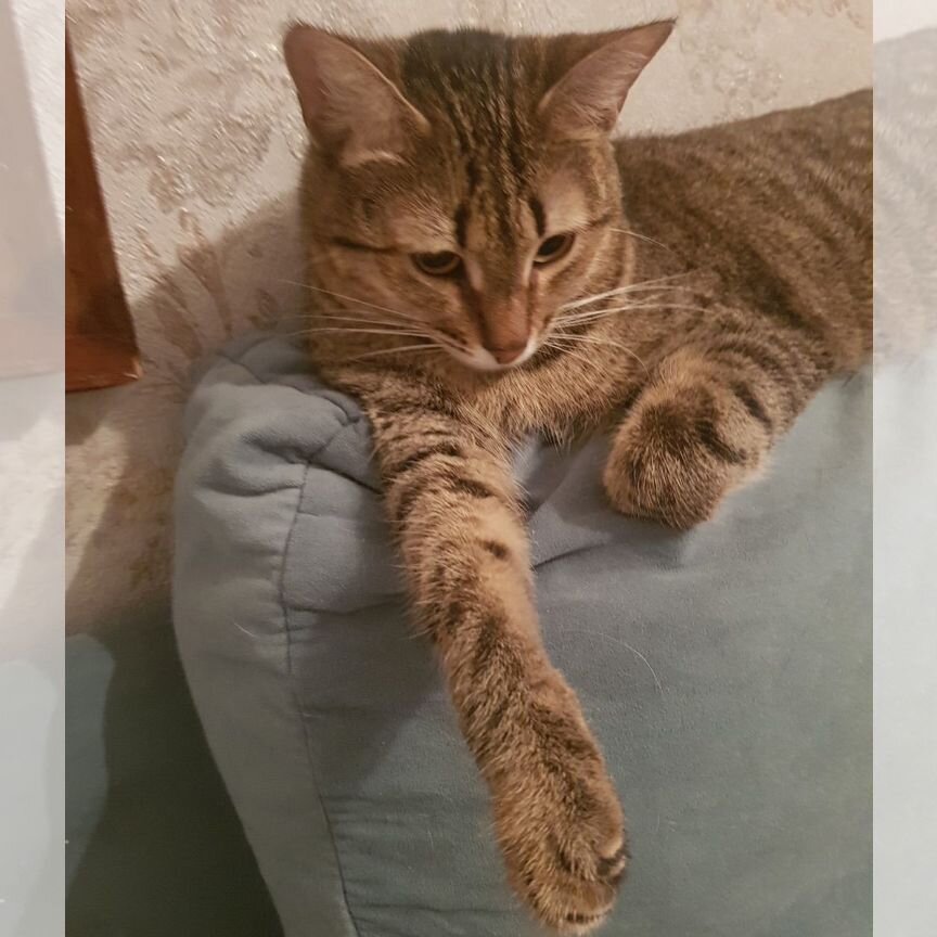 Взрослая кошка в добрые руки