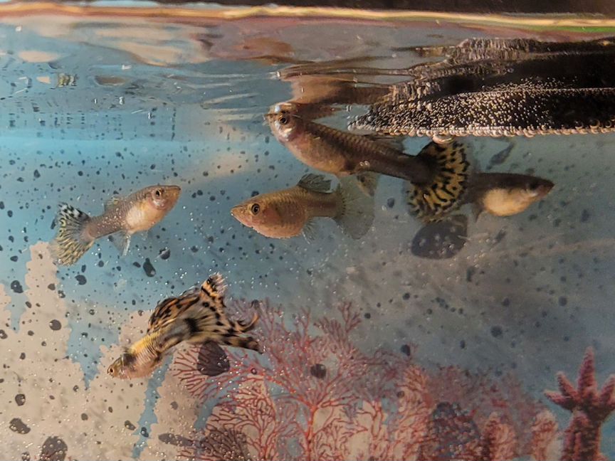 Аквариумные рыбки гуппи