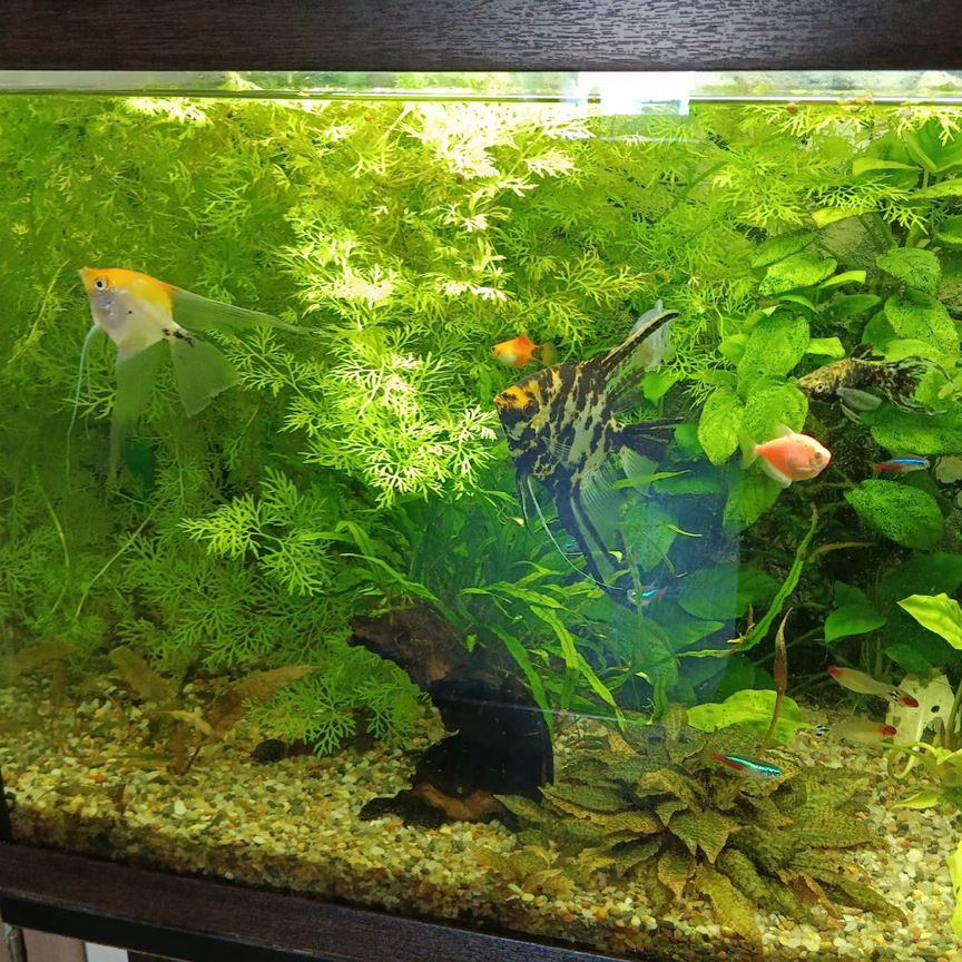 Аквариумное растение Папоротник Индийский