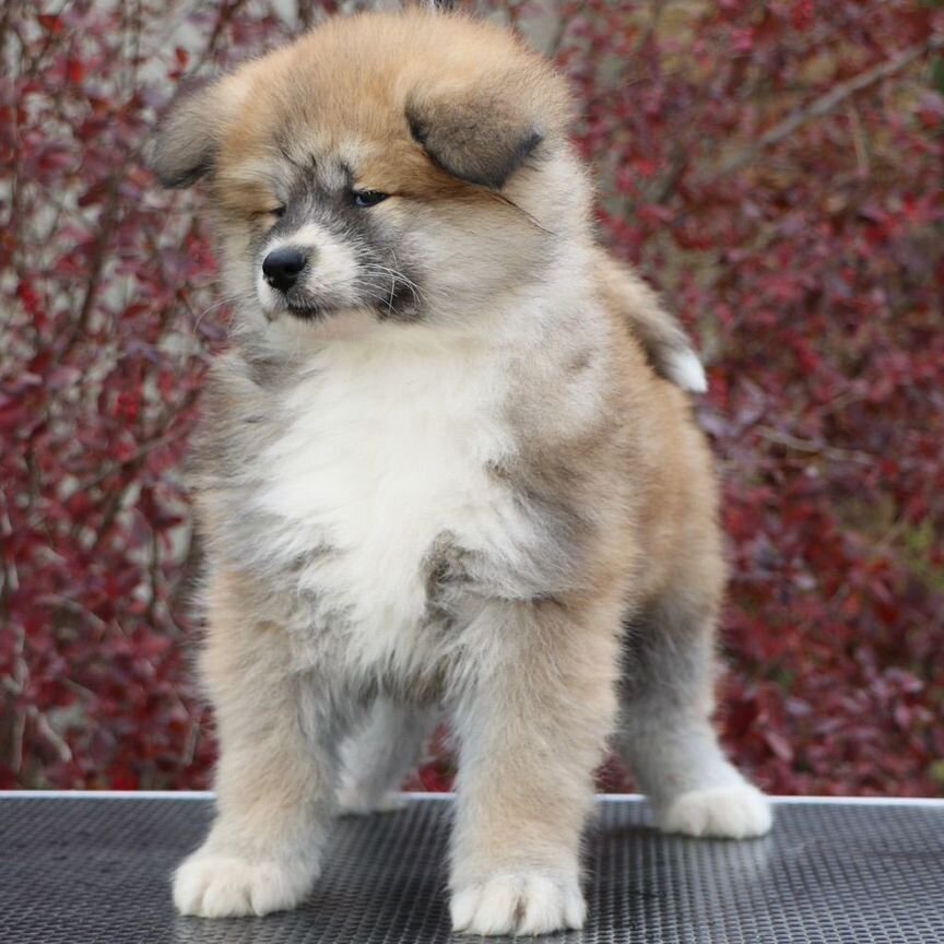 Акита ину длинношерстная