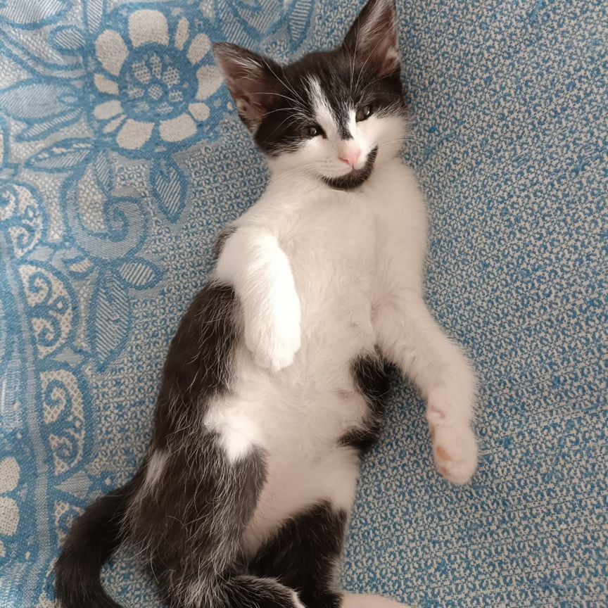 Котенок девочка в хорошие руки