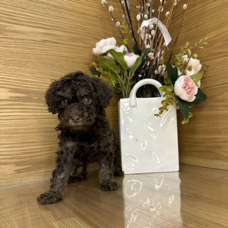 Той-пудель шоколадный