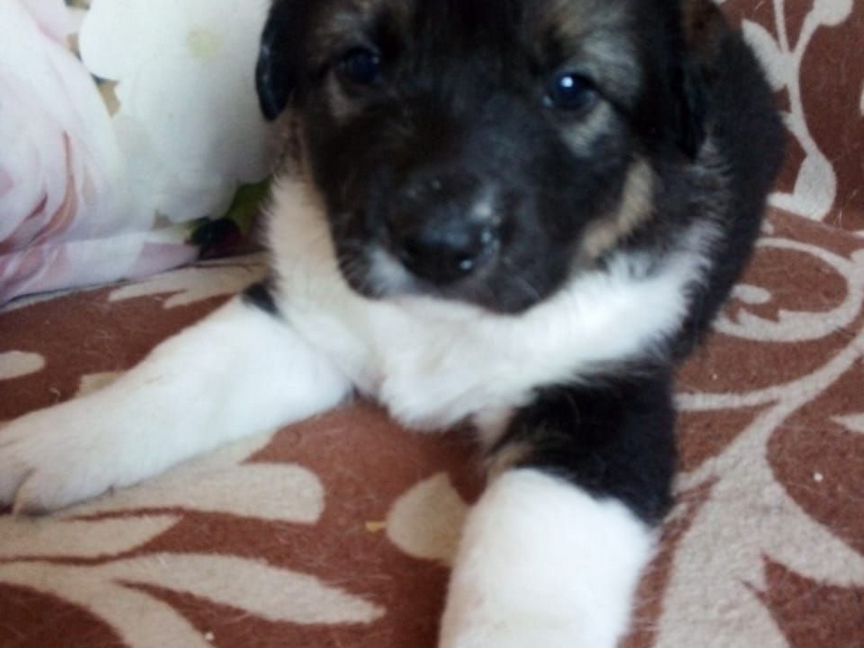 Щенки 1,5 месяца крупные