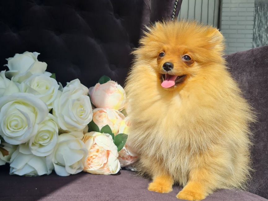 Померанский шпиц