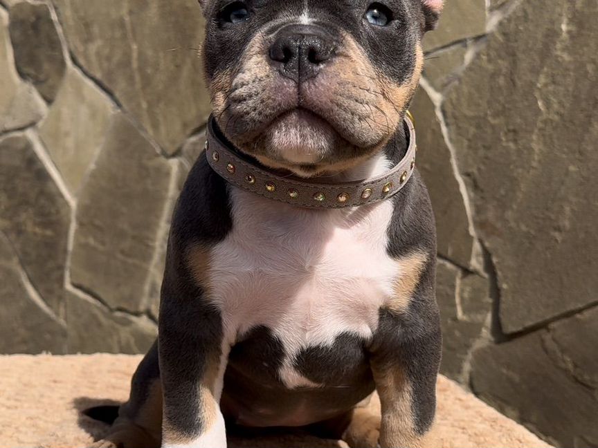 Американский булли