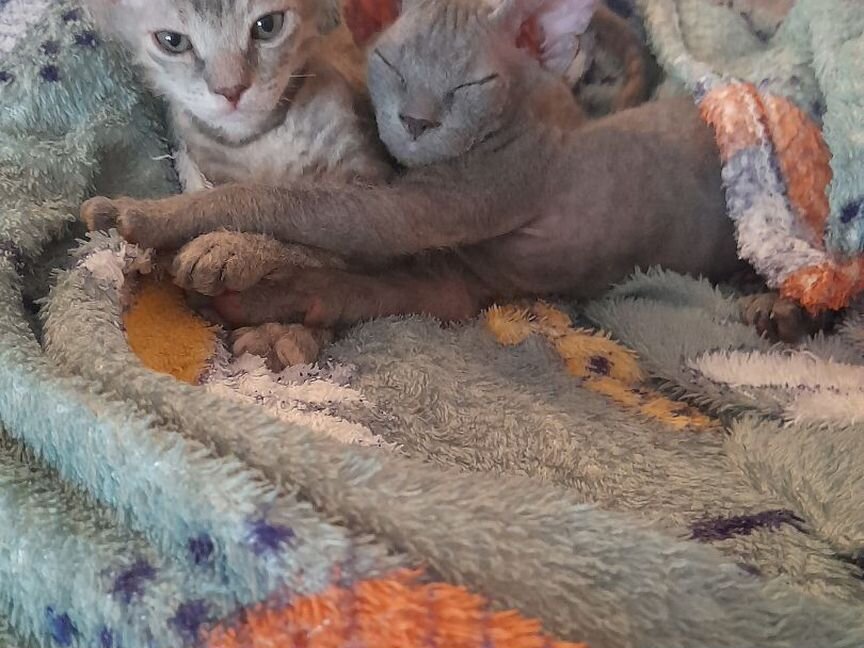 Донской сфинкс(браш)окрас мраморный