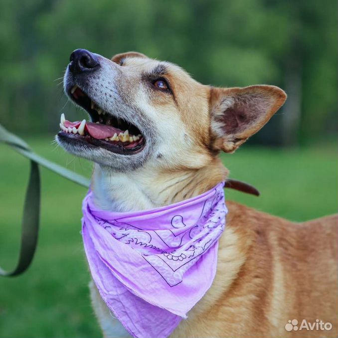 Молодая собака Шейла