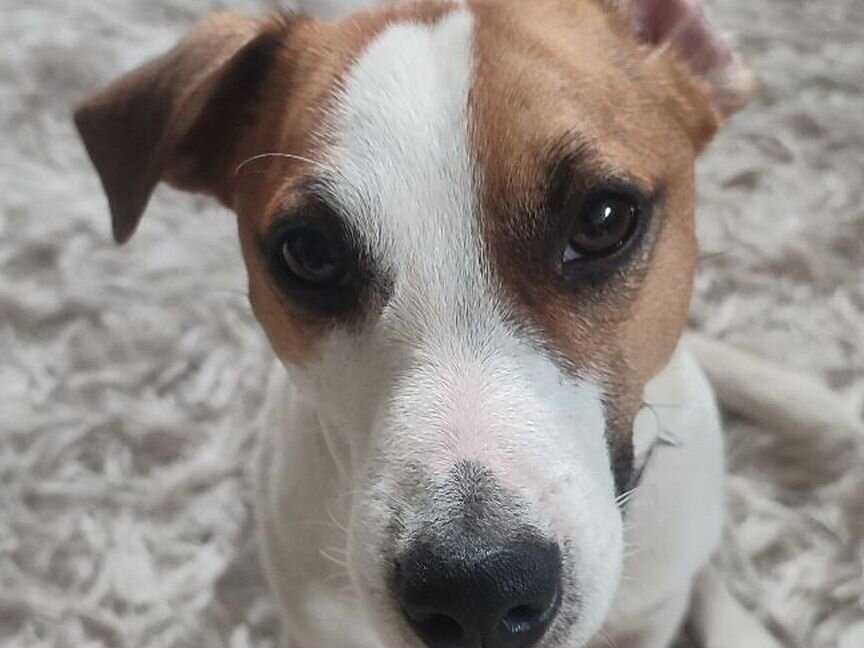 Джек Рассел терьер вязка