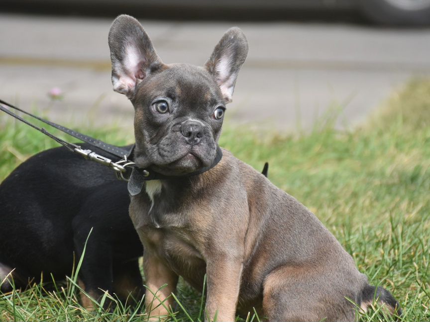 Серенькая француженка