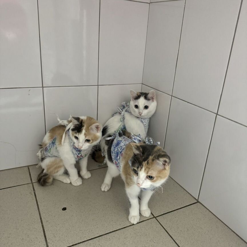 Кошки-матрешки