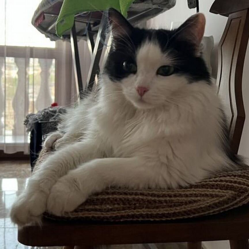 Нарисую портрет вашего питомца за любую сумму