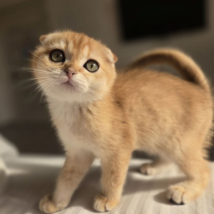 Вислоухий котенок
