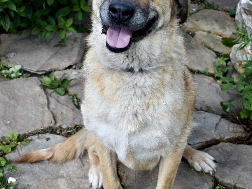 Очаровательная собака-улыбака Маня 2 года