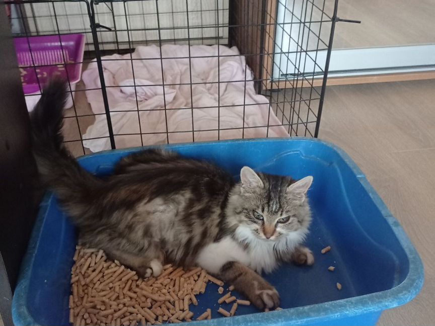 Кошки в добрые руки