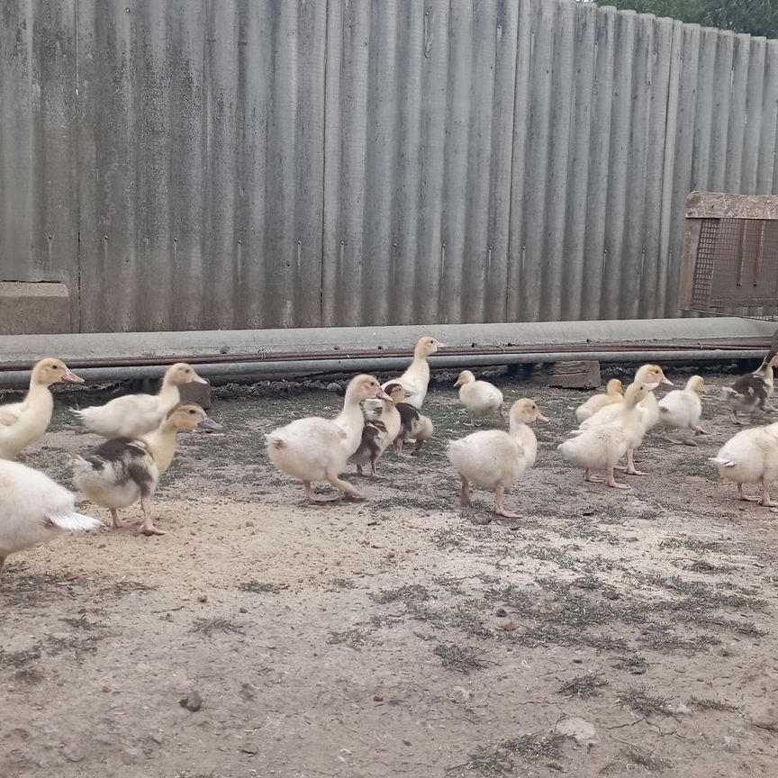 Утята индоутки