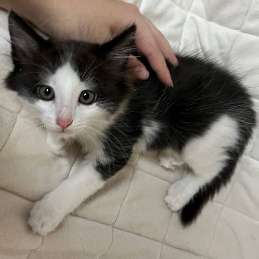 Котята мальчики в добрые руки