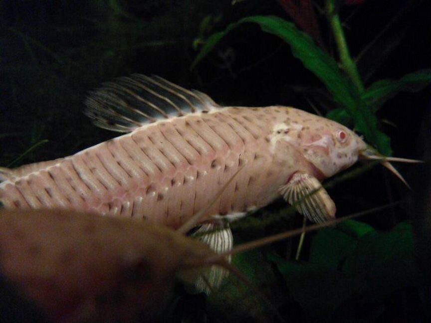 Сом таракатум