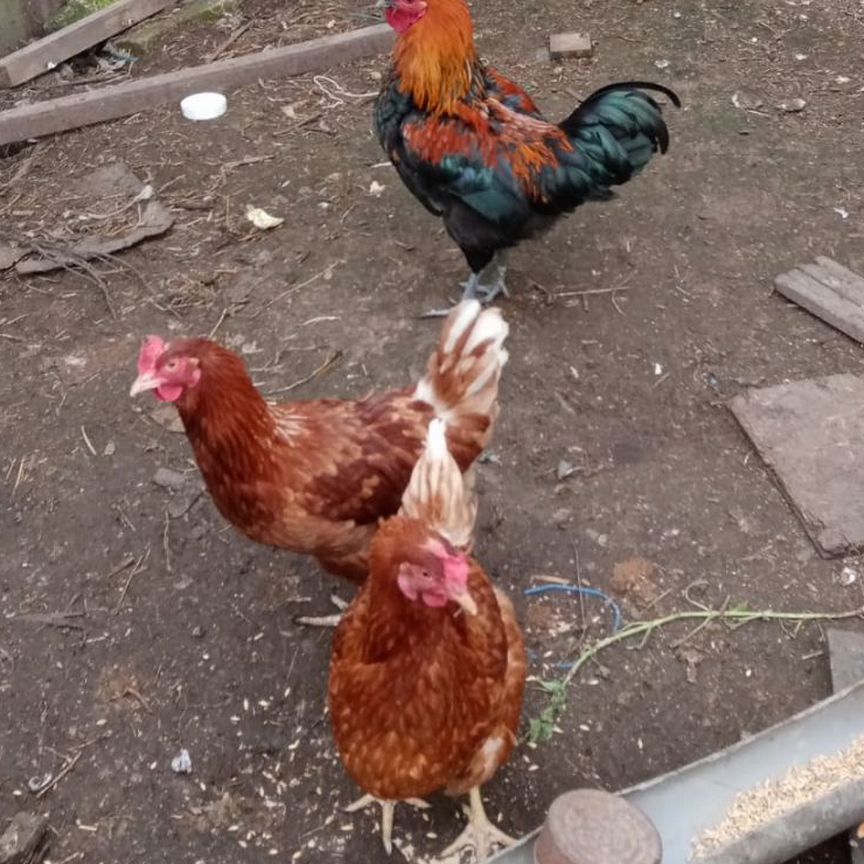 Продаётся петух Лакенданзи