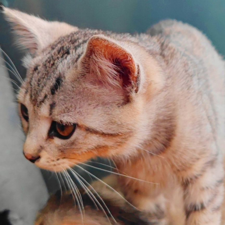 Котенок котенок котенок