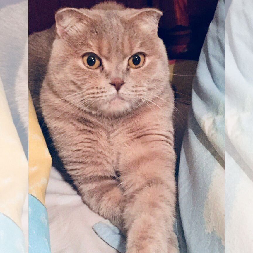 Шотландская вислоухая длинношёрстная, взрослая кошка