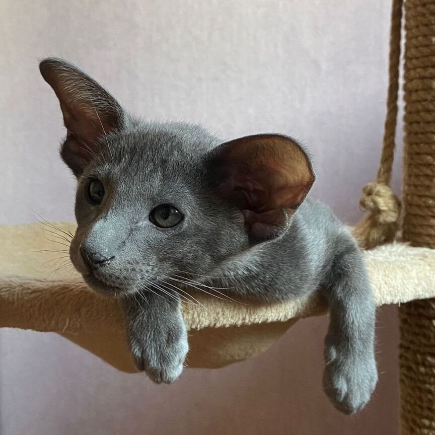 Ориентальные котята
