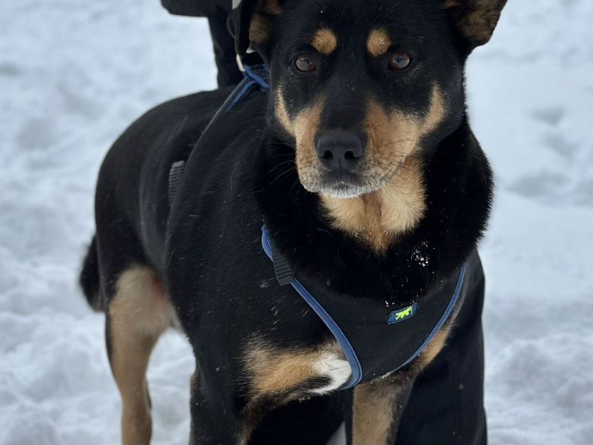 Собака из приюта Брюс с тяжёлой судьбой