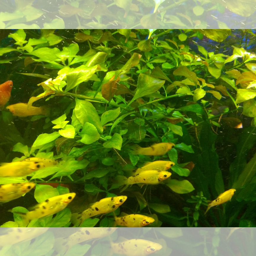 Аквариумные растения