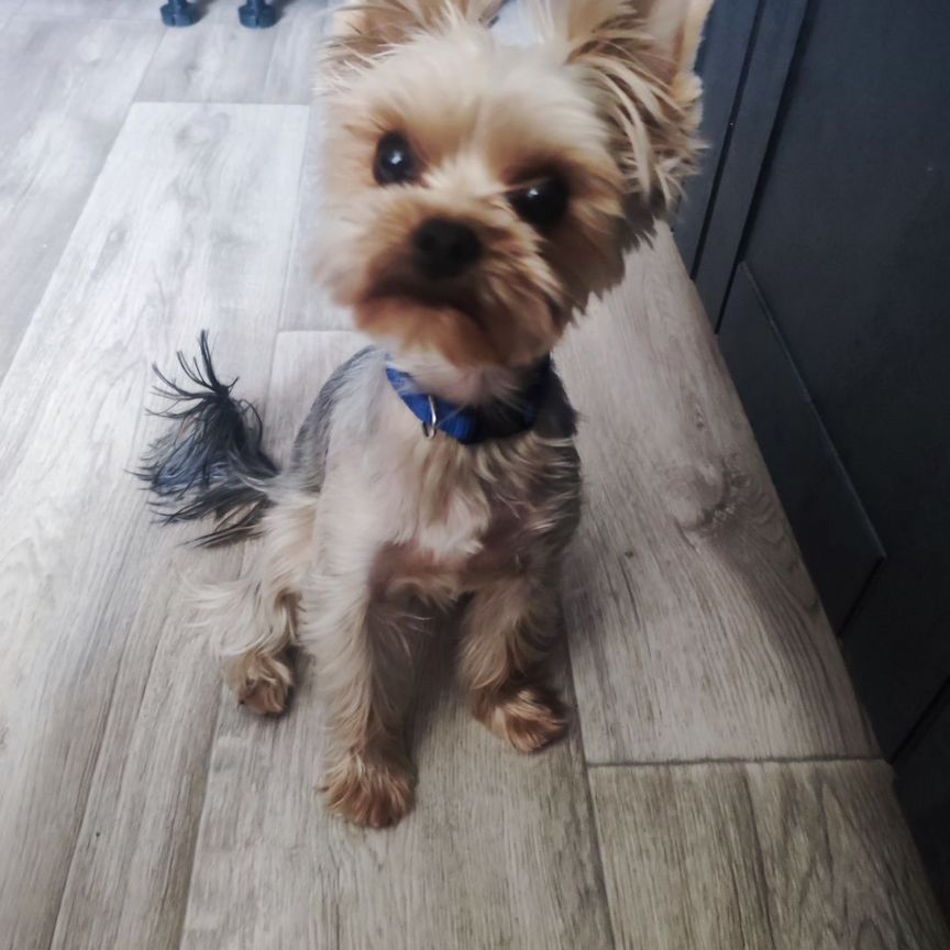 Йоркширский терьер мини щенки