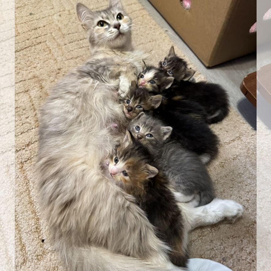 Домашние животные кошки