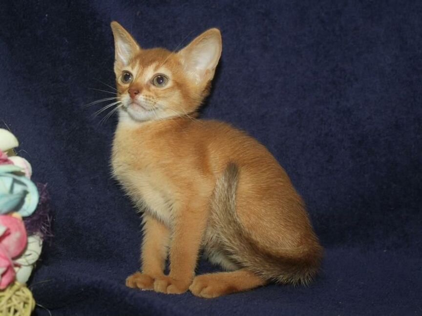 Абиссинская красавица