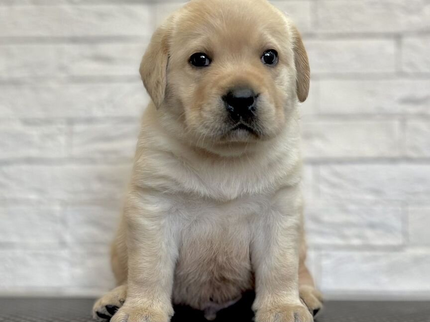 Супер щенки лабрадора