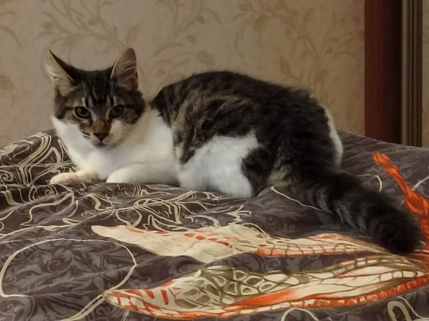 Котенок в добрые руки