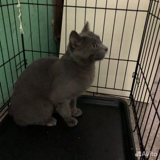 Котик голубых кровей