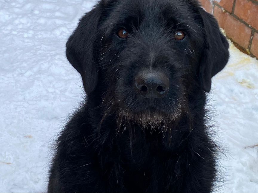 Патрик, метис