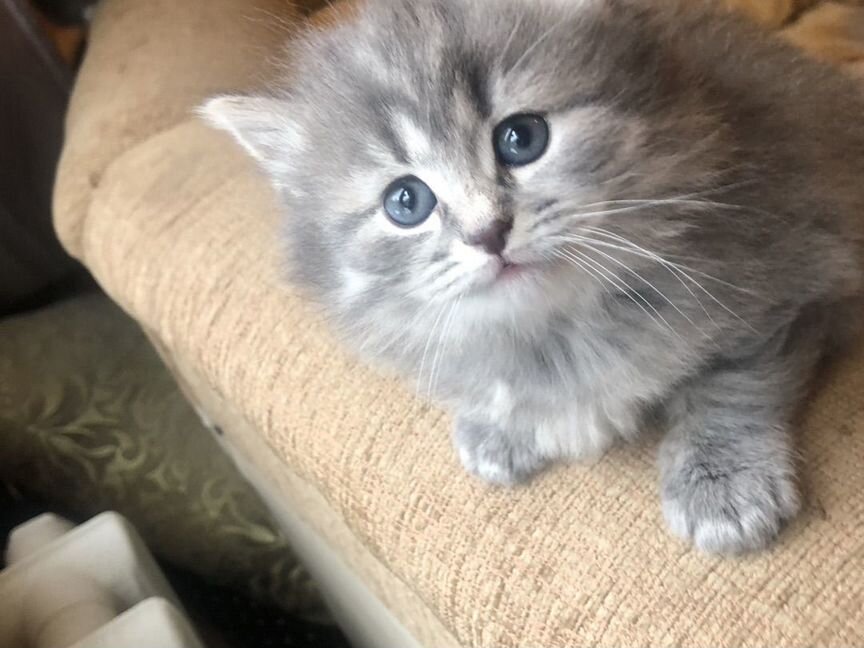 Кошки
