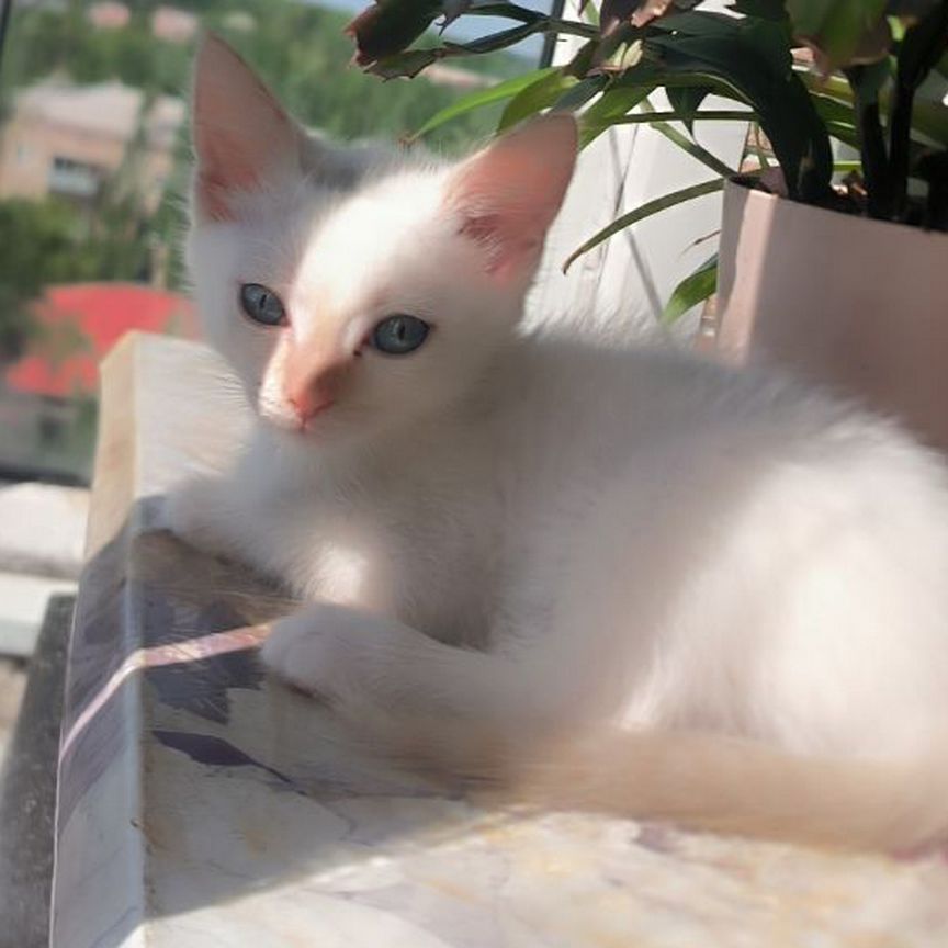 Котёнок от частного владельца