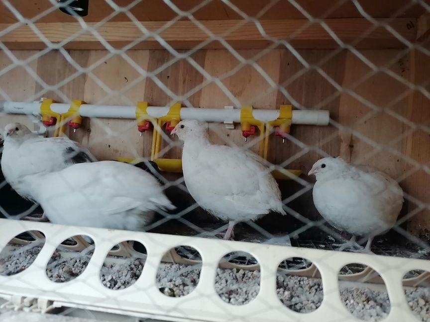 Продам перепёлок несушек