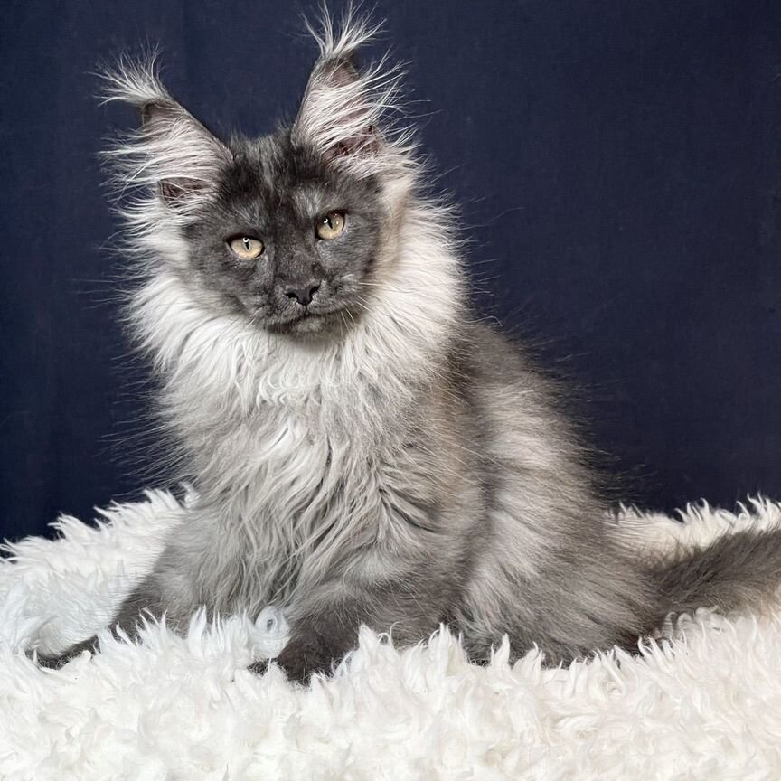 Мейн-кун котёнок