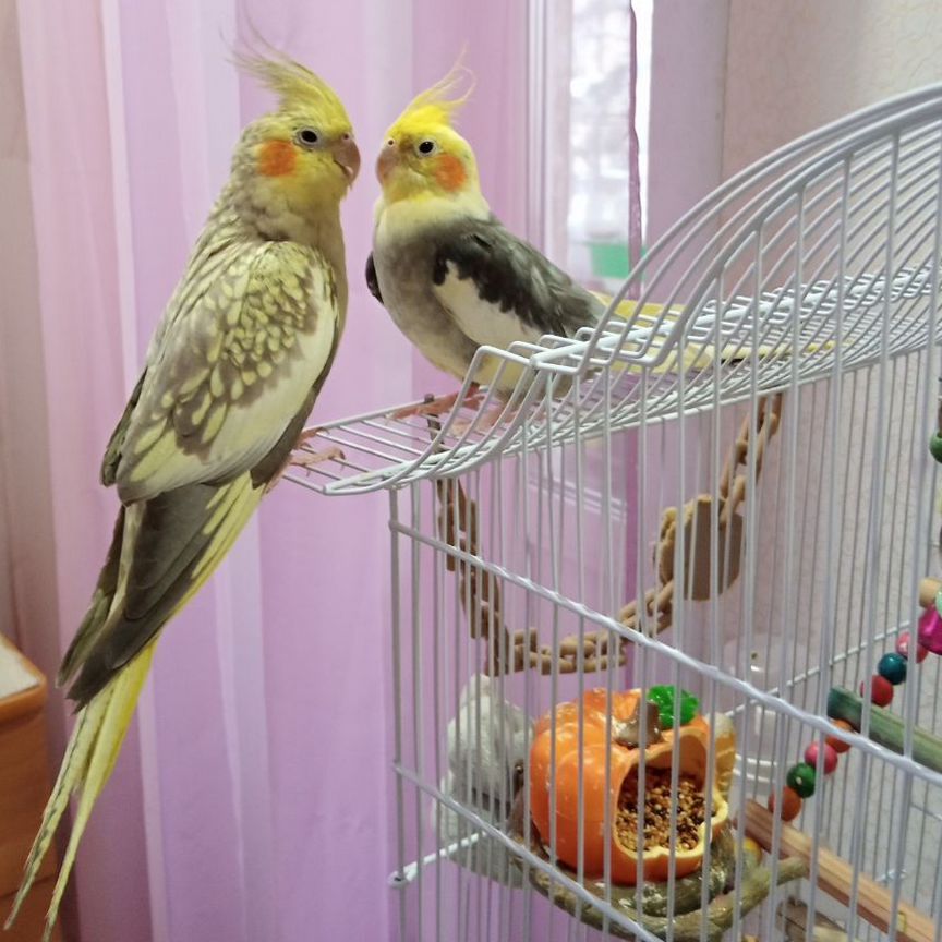 Попугай корелла птенец