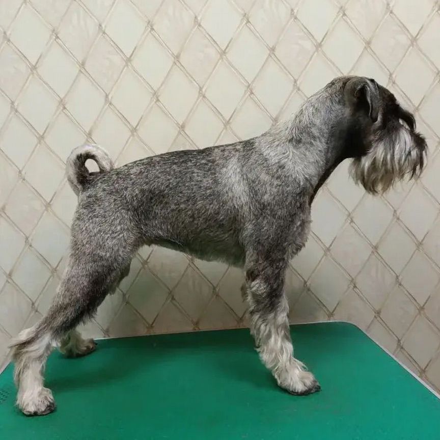 Миттельшнауцер, щенок