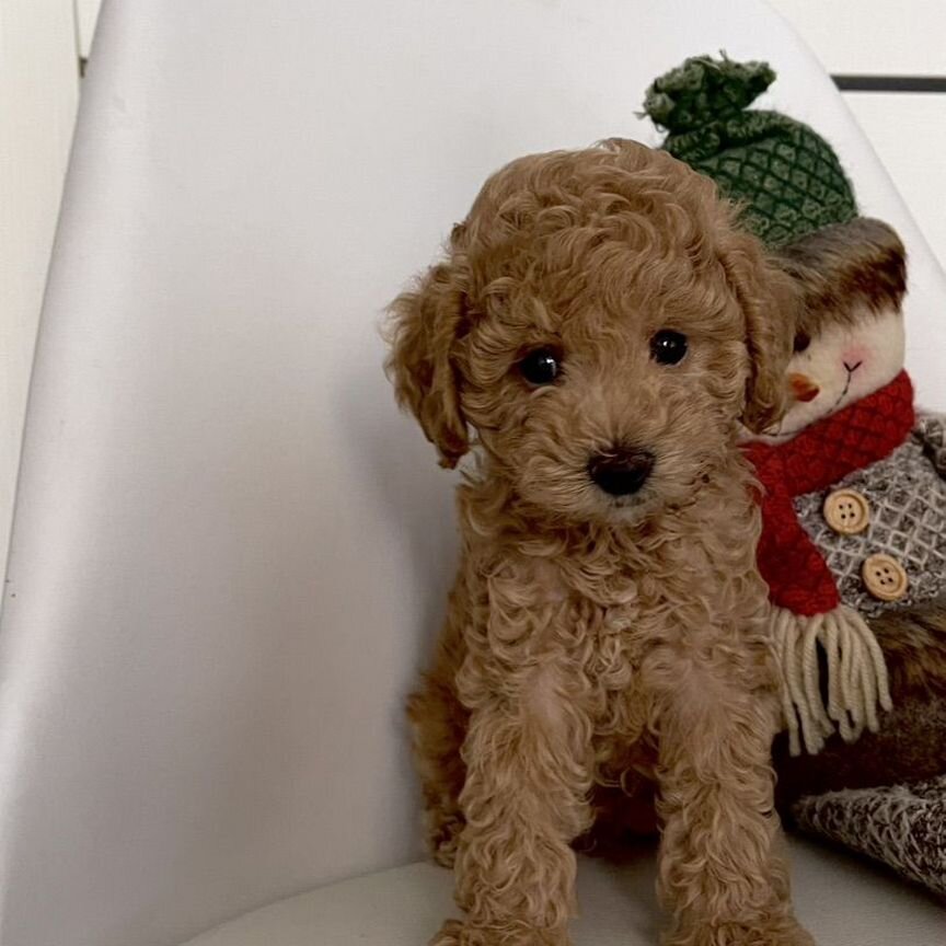 Той-пудель щенки мальчишки